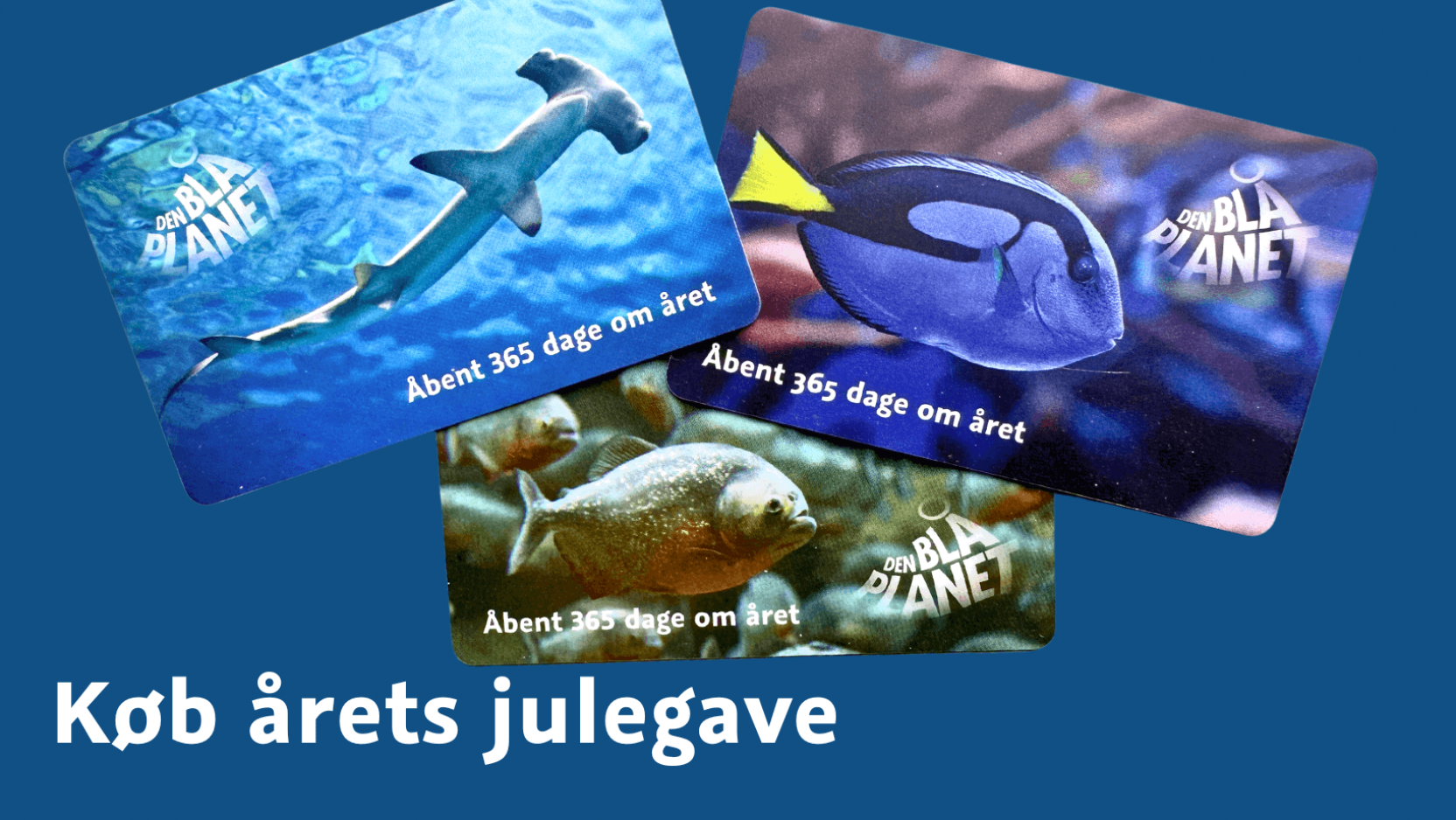 Gavekort til årskort | Den Blå Planet