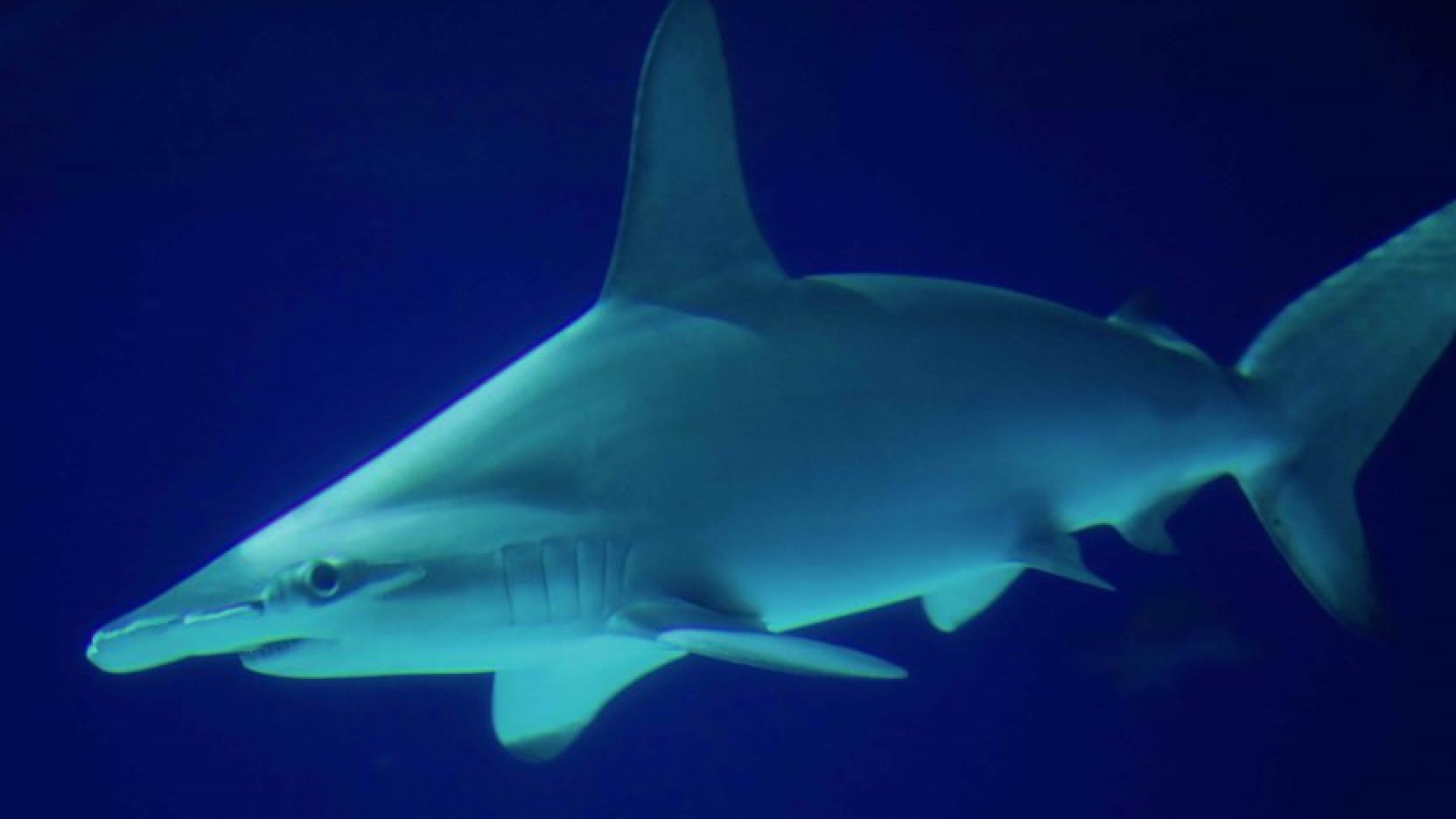 Hvorfor har hammerhajen sådan et mærkeligt hoved? | Den Blå Planet