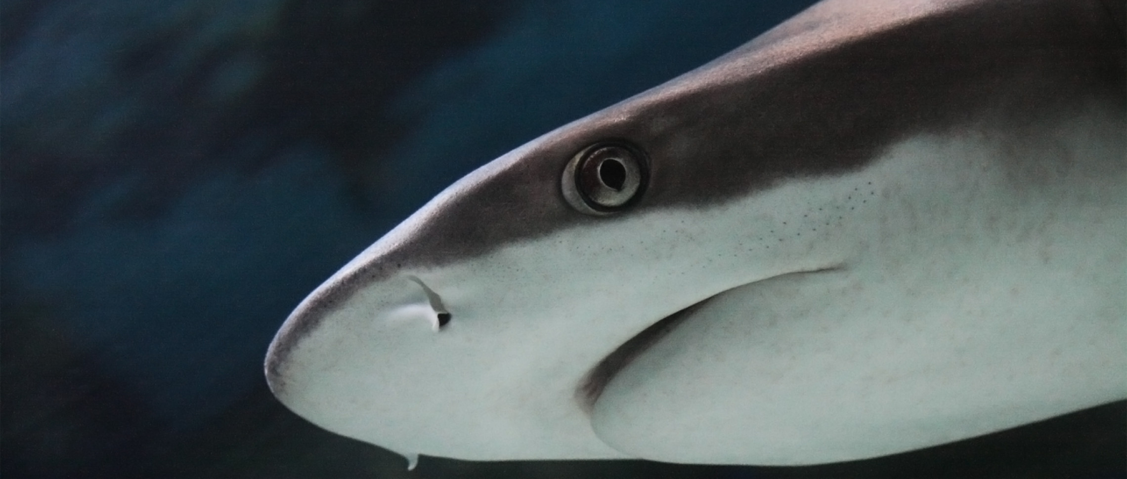 Bidt af hajer | Den Blå Planet