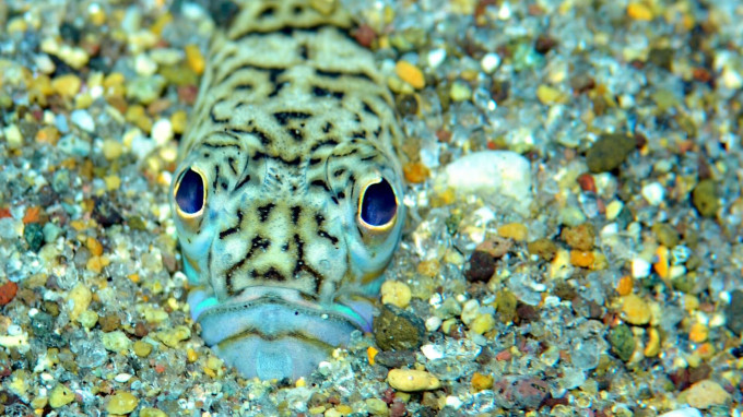 Havslange - Stenfisk 1-0 | Den Blå Planet
