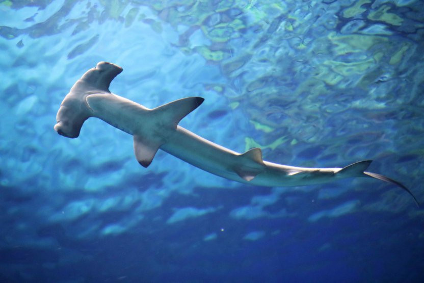 Den Blå Planets Big Five | Den Blå Planet