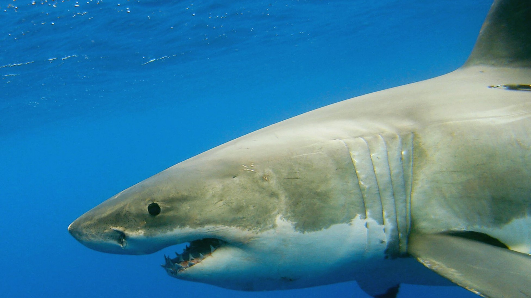 Den store hvide haj | Den Blå Planet