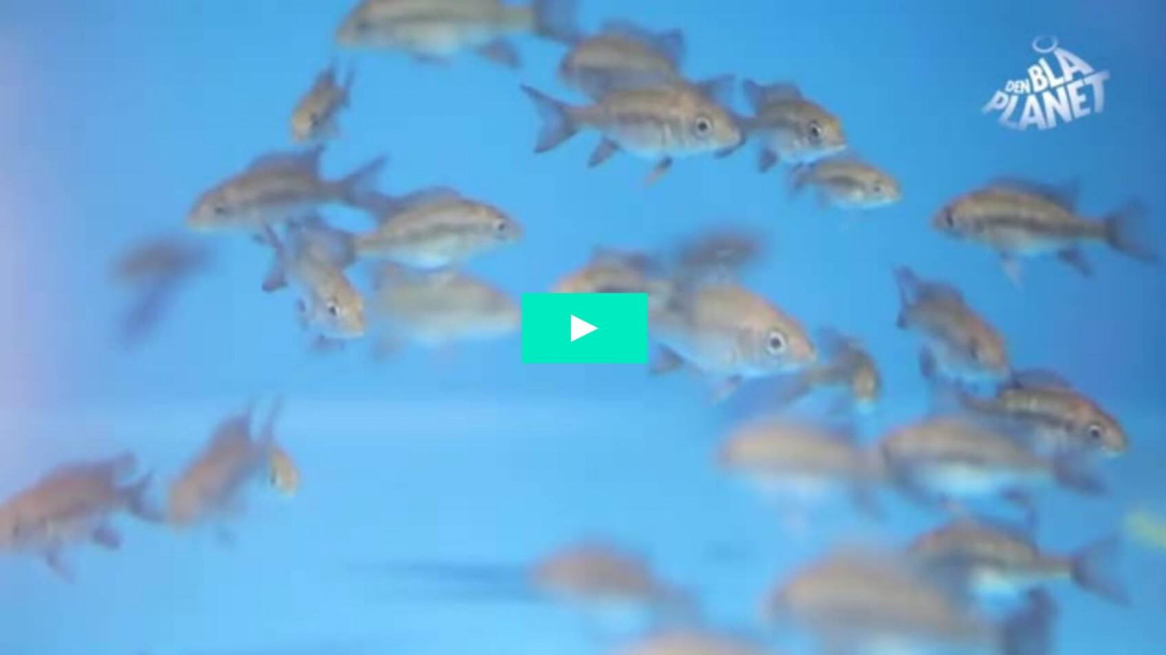 Are boring grey fish worth saving? | Den Blå Planet