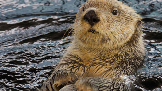 Hammerhaj spiser planter | Den Blå Planet