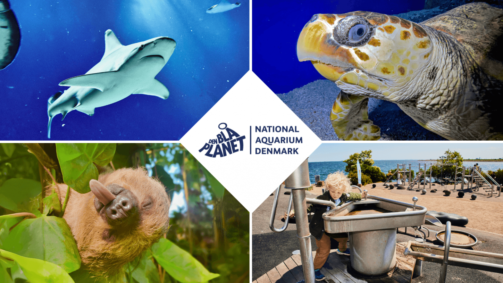Sommerferie på Den Blå Planet 2025 | Den Blå Planet