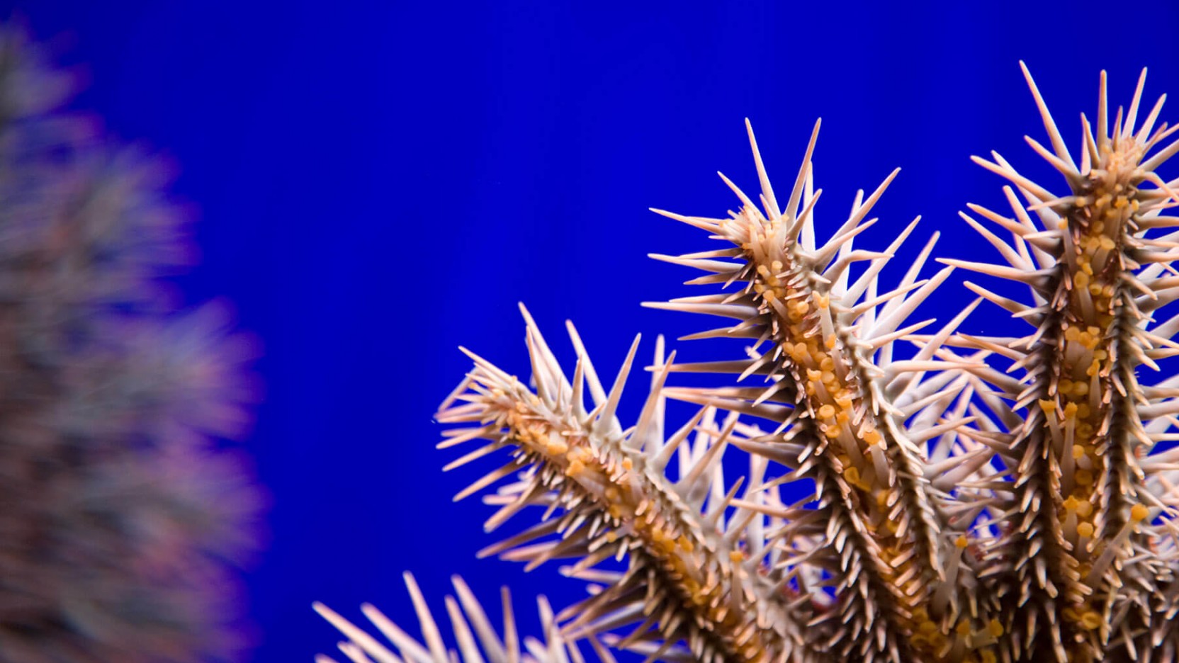 Crown-of-thorns starfish – the spiny enemy of the coral reef | Den Blå ...