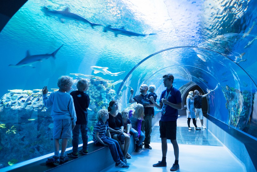 Northern Europe’s largest aquarium is a sea of fun | Den Blå Planet