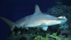 Oplev dyrene bag facaden | Den Blå Planet