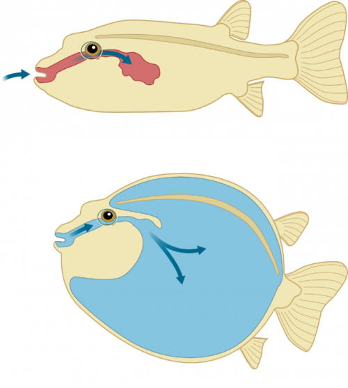 A rare sight: A puffed up pufferfish! | Den Blå Planet