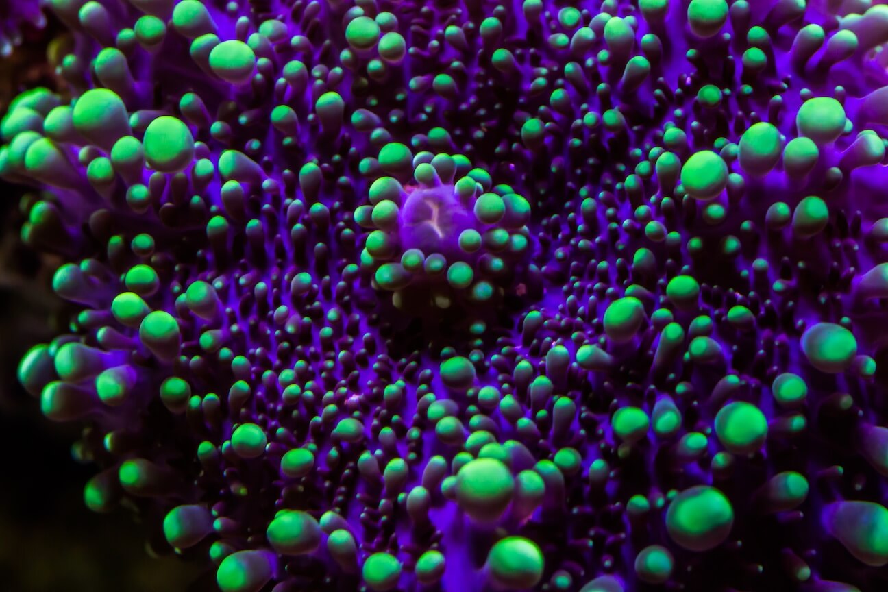 9 ting du bør vide om koralrev | Den Blå Planet