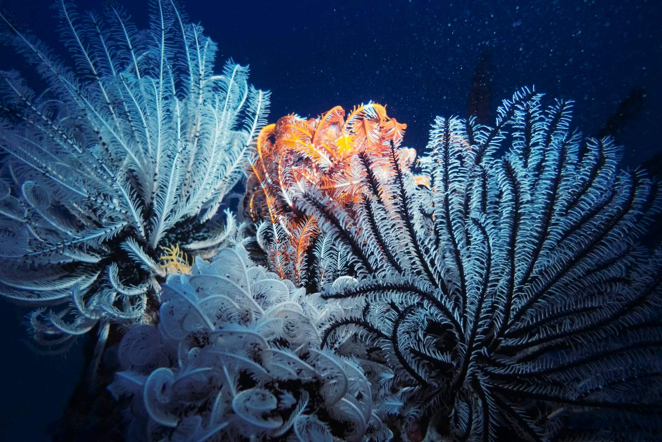 9 ting du bør vide om koralrev | Den Blå Planet