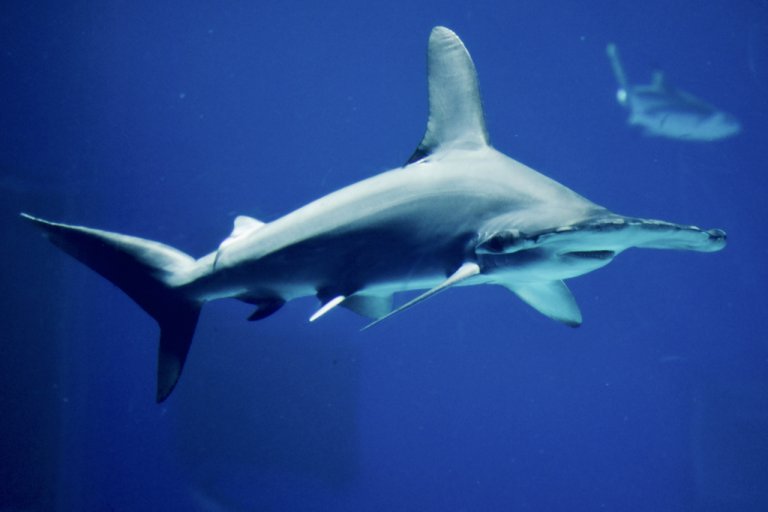 Den Blå Planets Big Five | Den Blå Planet