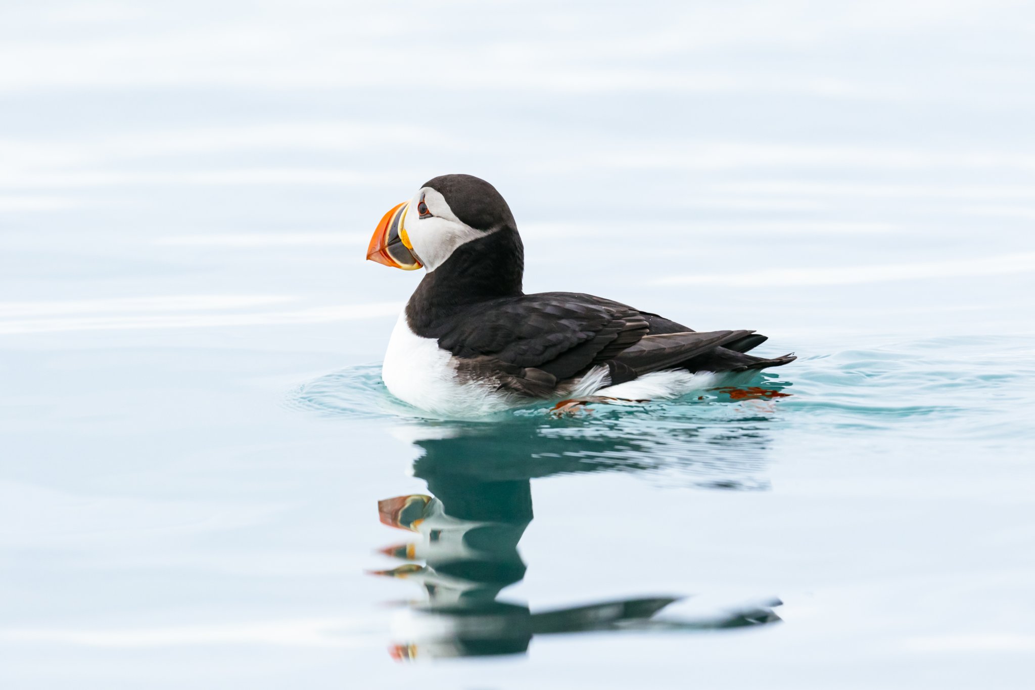Lunder er som fisk i vandet | Den Blå Planet