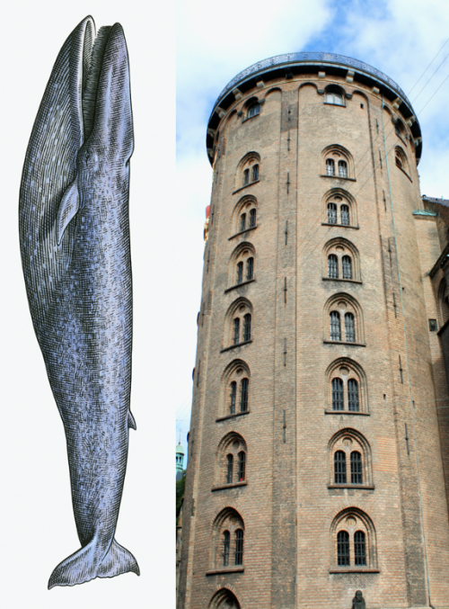 Er blåhvalen verdens største dyr? | Den Blå Planet